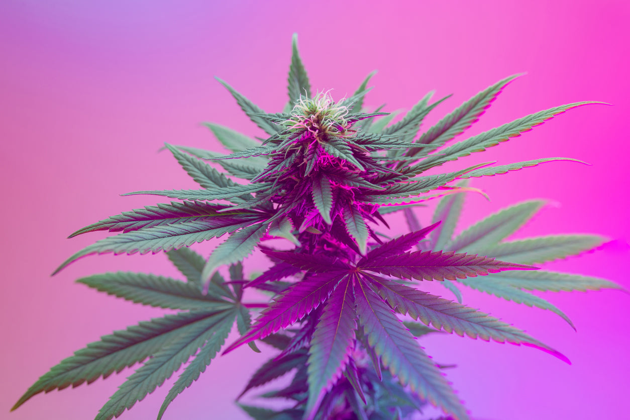An Exploration of Cannabis: Unveiling the Most Common Strains